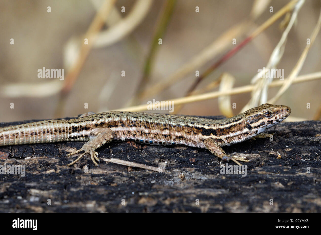 Common wall lizard (Podarcis / Lacerta muralis) sunning on burned wood ...
