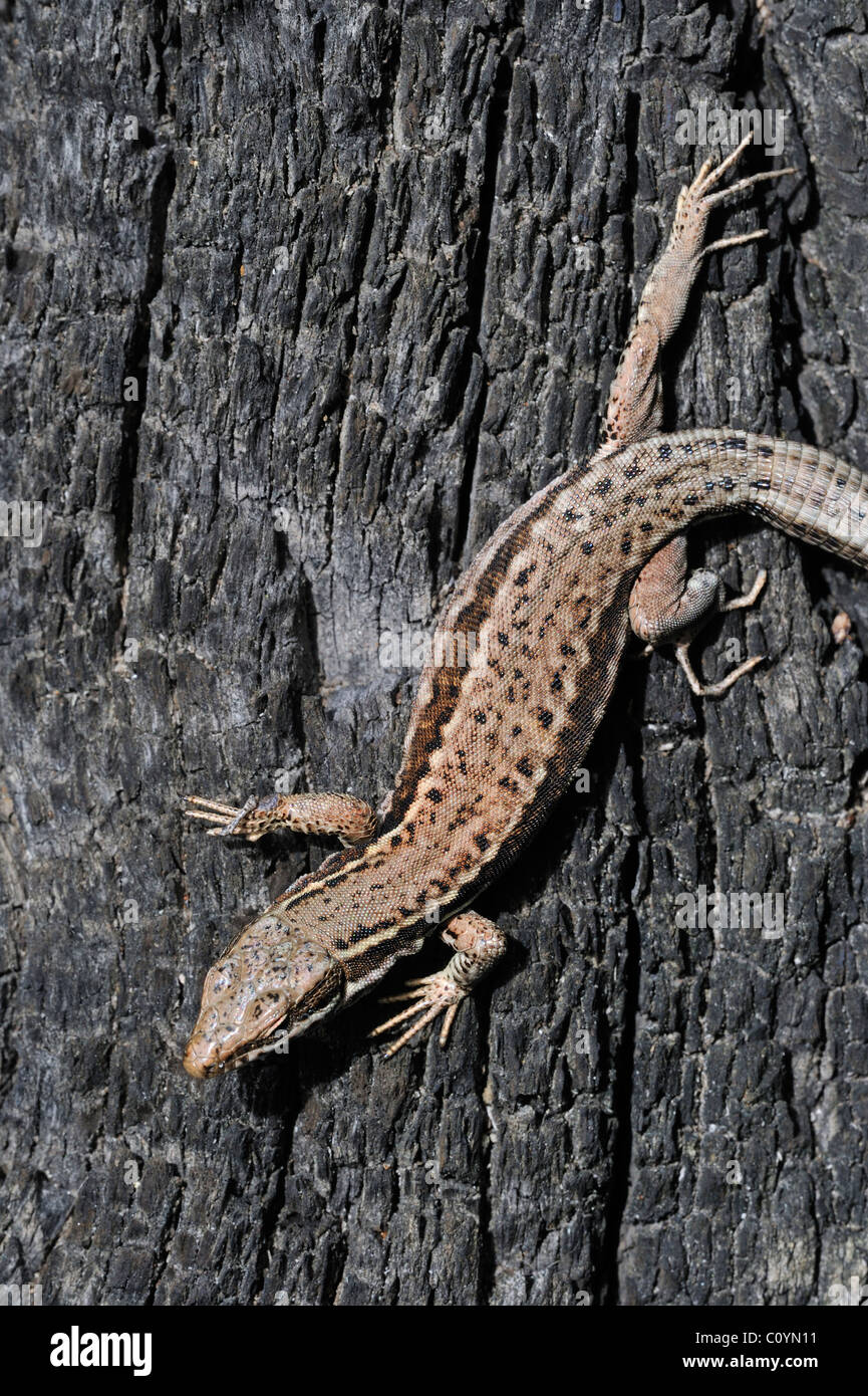 Podarcis muralis uk lizards hi-res stock photography and images - Alamy