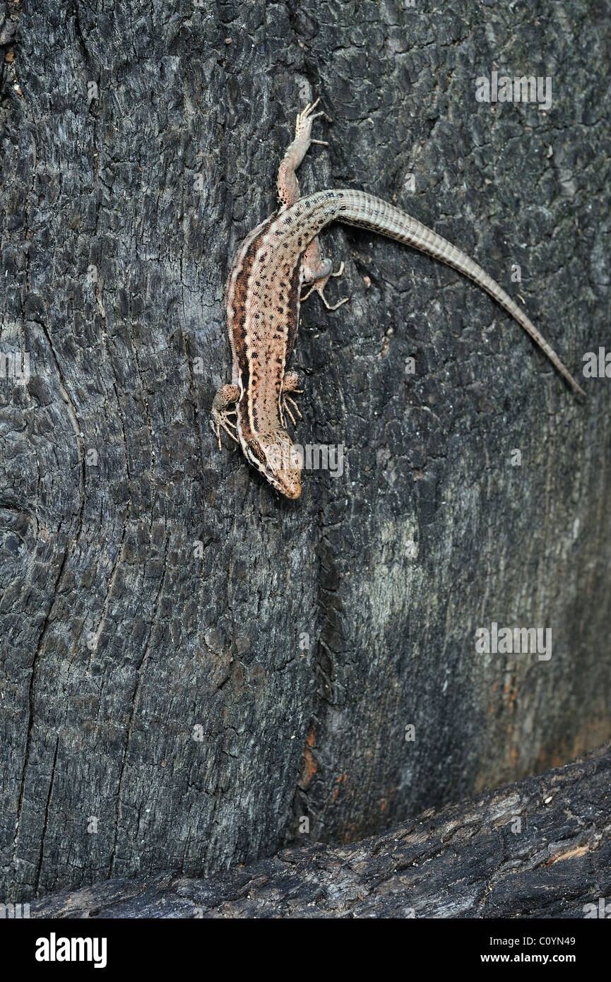 Common wall lizard (Podarcis / Lacerta muralis) sunning on burned wood ...