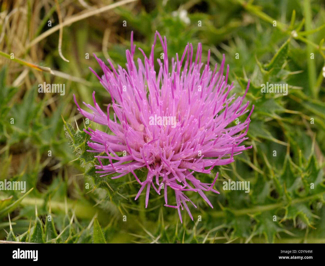 Purple cirsium hi-res stock photography and images - Alamy