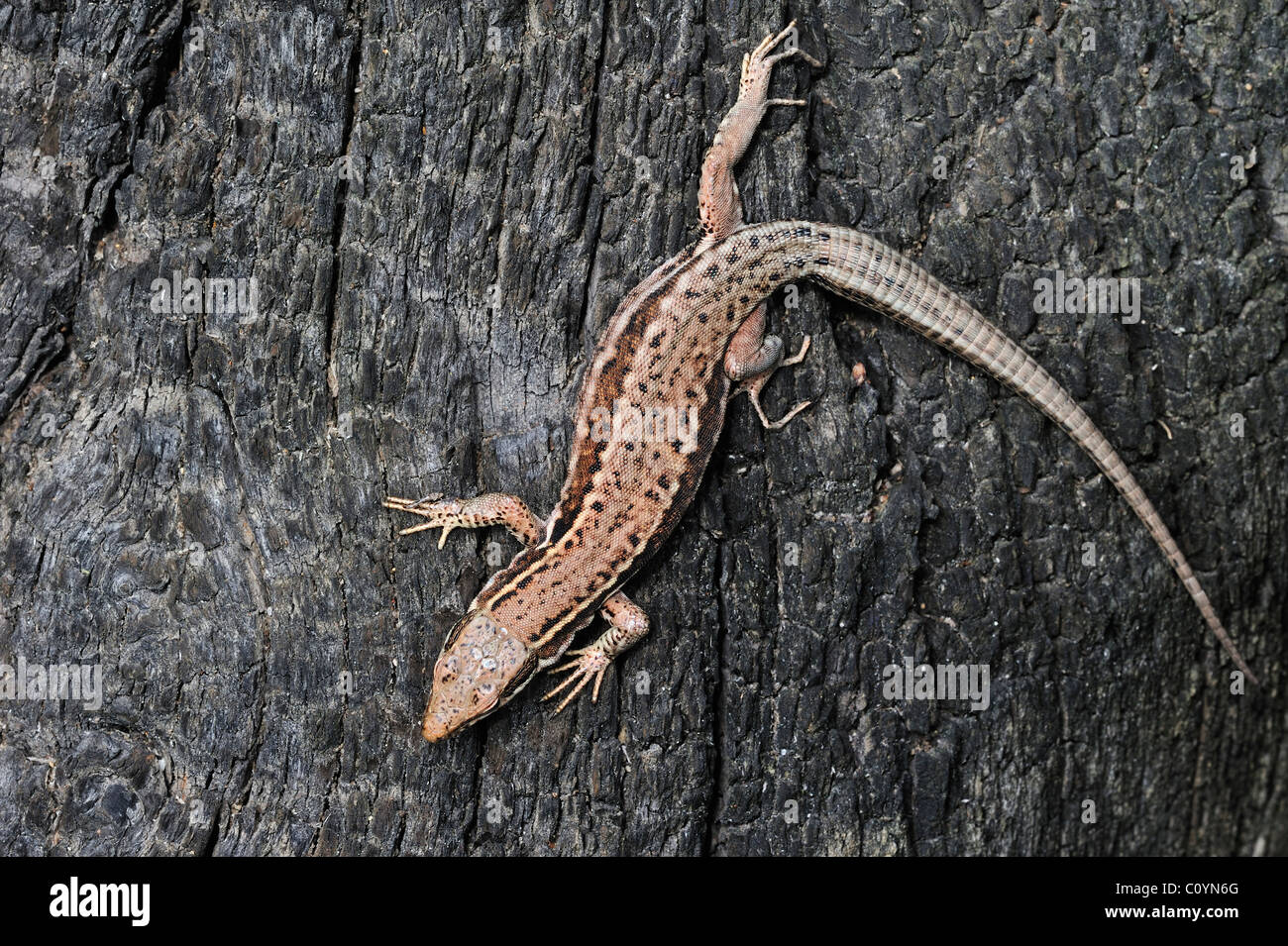 Common wall lizard (Podarcis / Lacerta muralis) sunning on burned wood ...