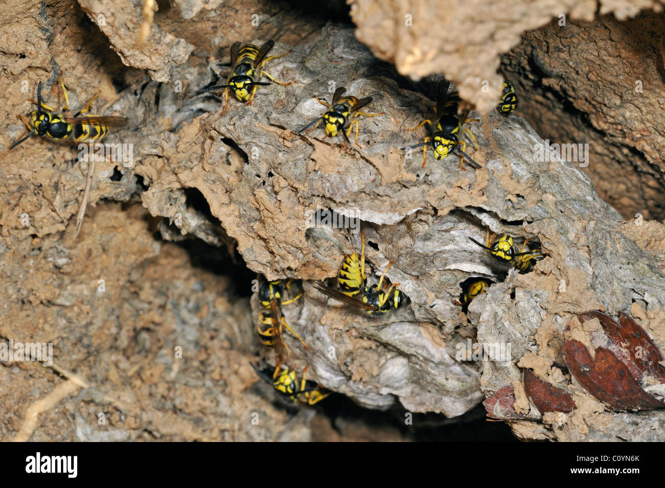 Ground wasp uk hi-res stock photography and images - Alamy