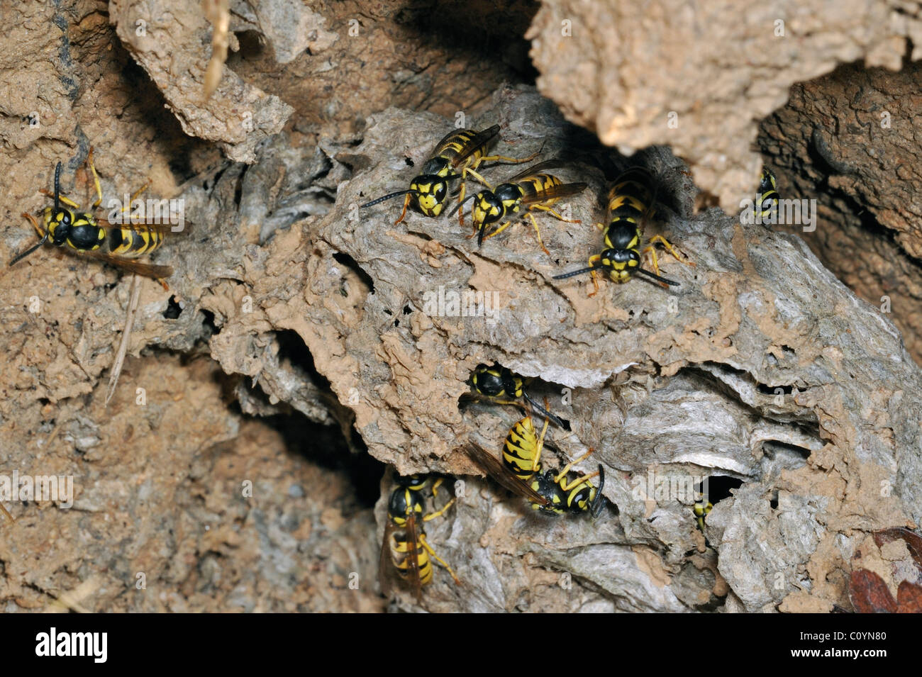 Ground nesting wasps hi-res stock photography and images - Alamy