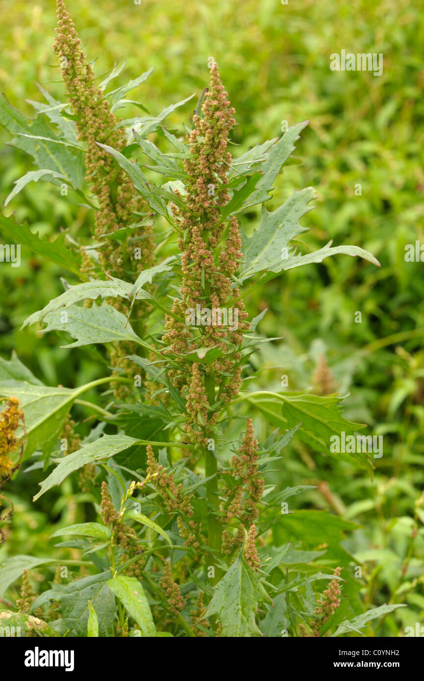 Red Goosefoot, chenopodium rubrum Stock Photo - Alamy
