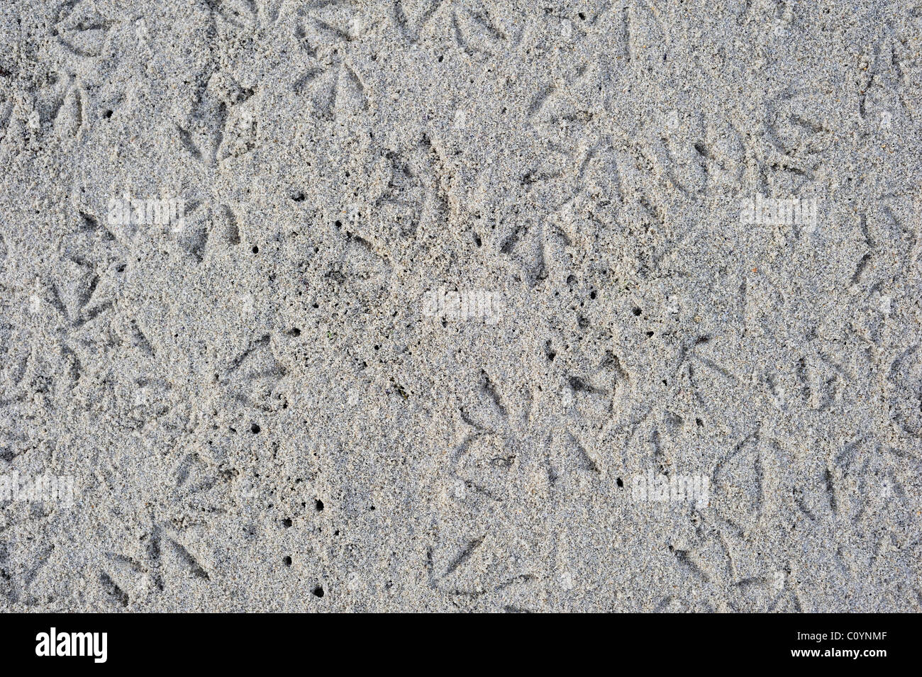 Bird tracks on the beach High Resolution Stock Photography and Images ...
