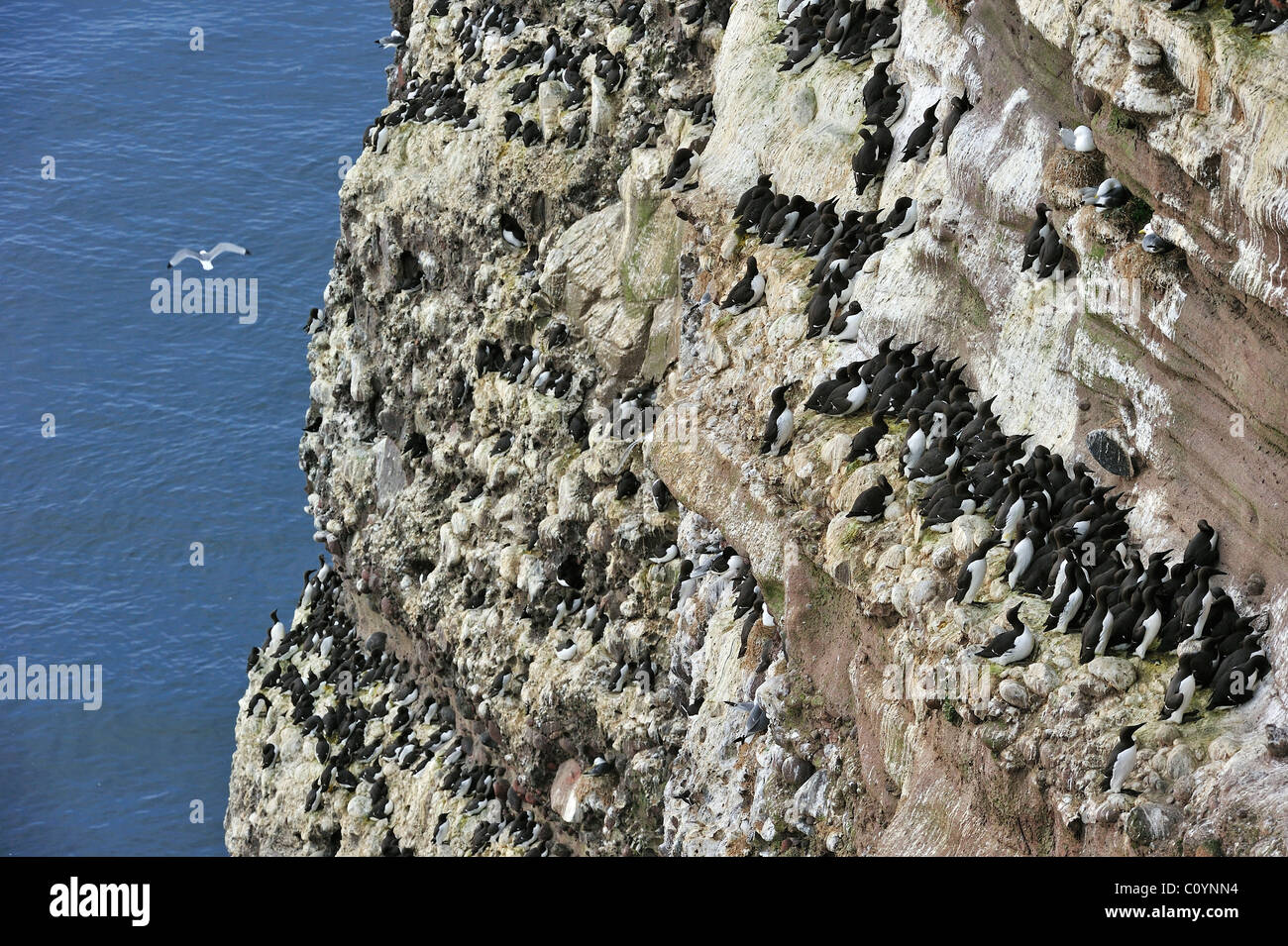Common Murres / Common Guillemots (Uria aalge) nesting colony on cliffs ...