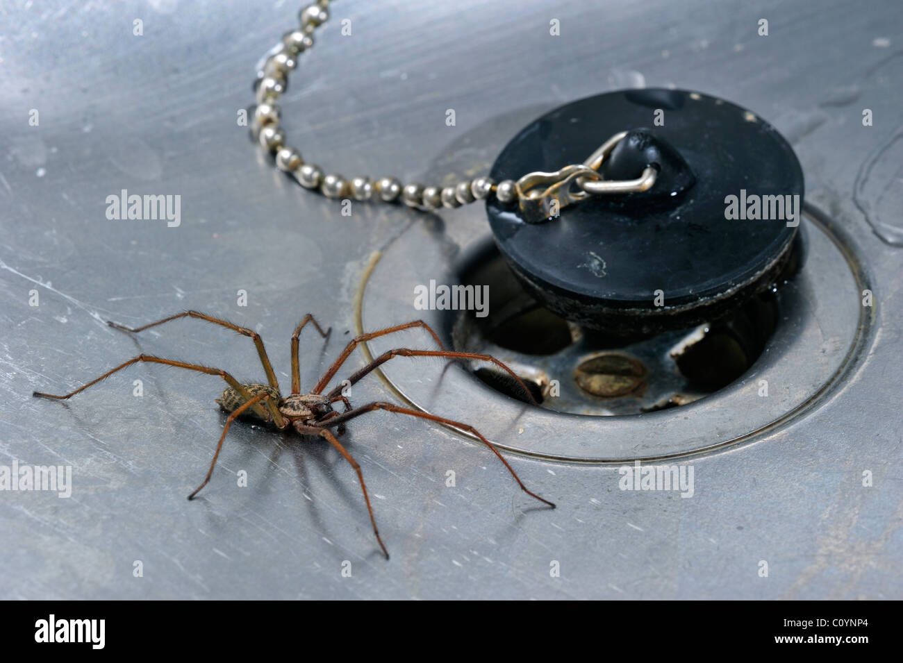European common house spider (Eratigena atrica / Tegenaria atrica) in ...