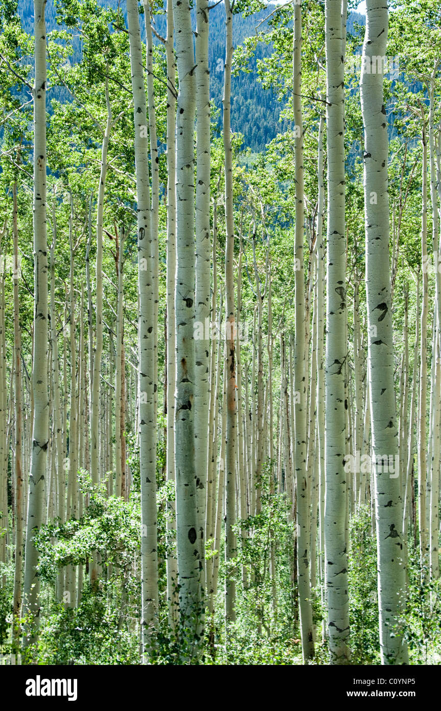 Aspen Trees,Bark,Silvery Birch,Trunks,Aspen,Colorado,USA Stock Photo ...