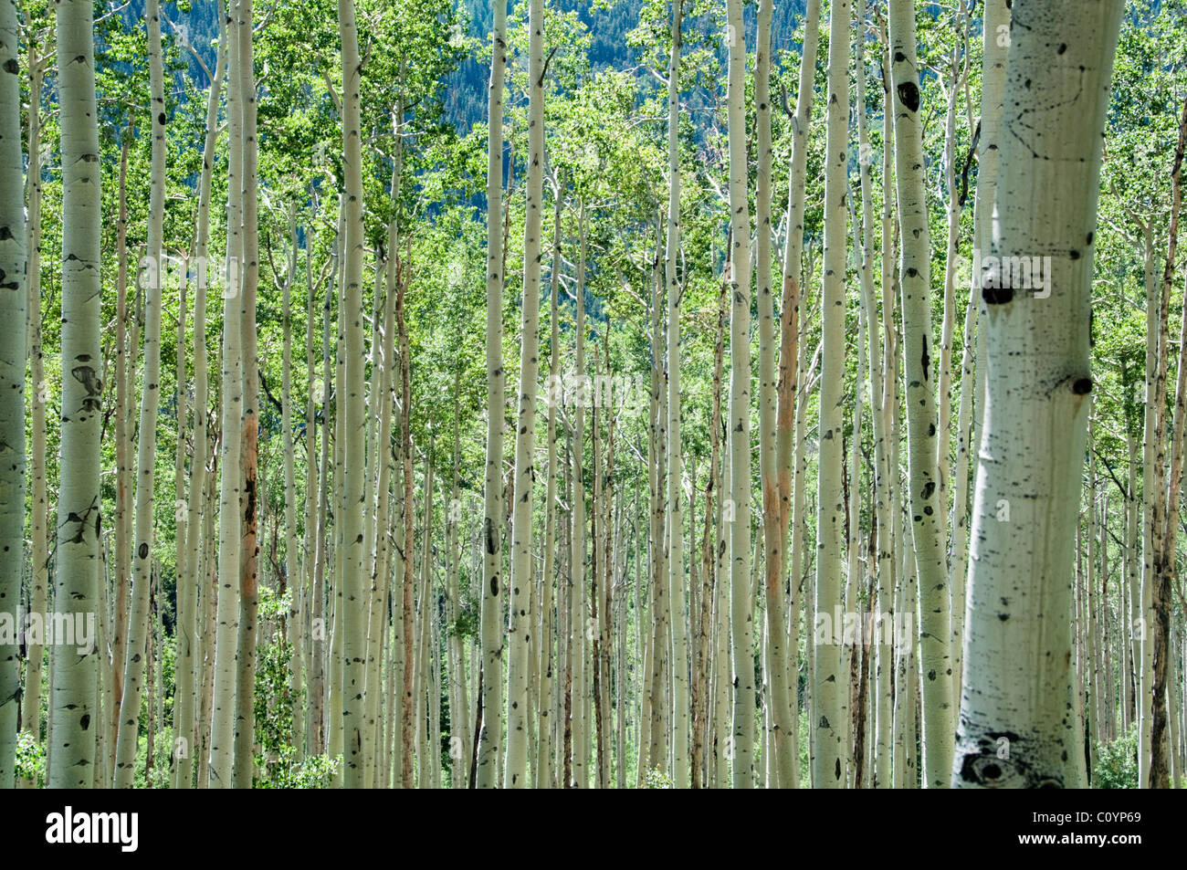 Aspen Trees,Bark,Silvery Birch,Trunks,Aspen,Colorado,USA Stock Photo ...