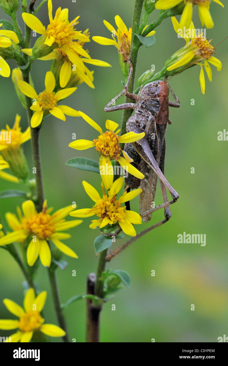 Female Grey bush cricket (Platycleis albopunctata grisea) on Senecio ...