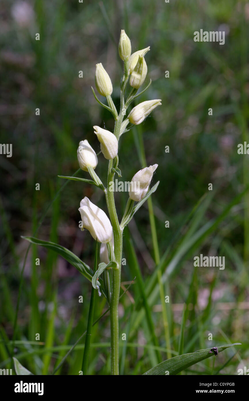 White Helleborine, cephalanthera damasonium Stock Photo - Alamy