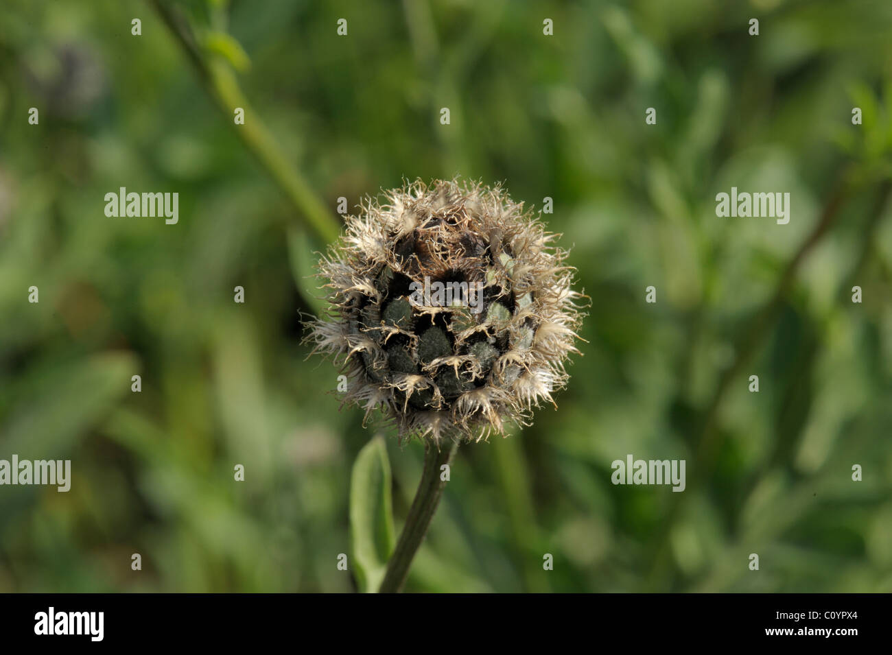 Knapweed seed head hi-res stock photography and images - Alamy