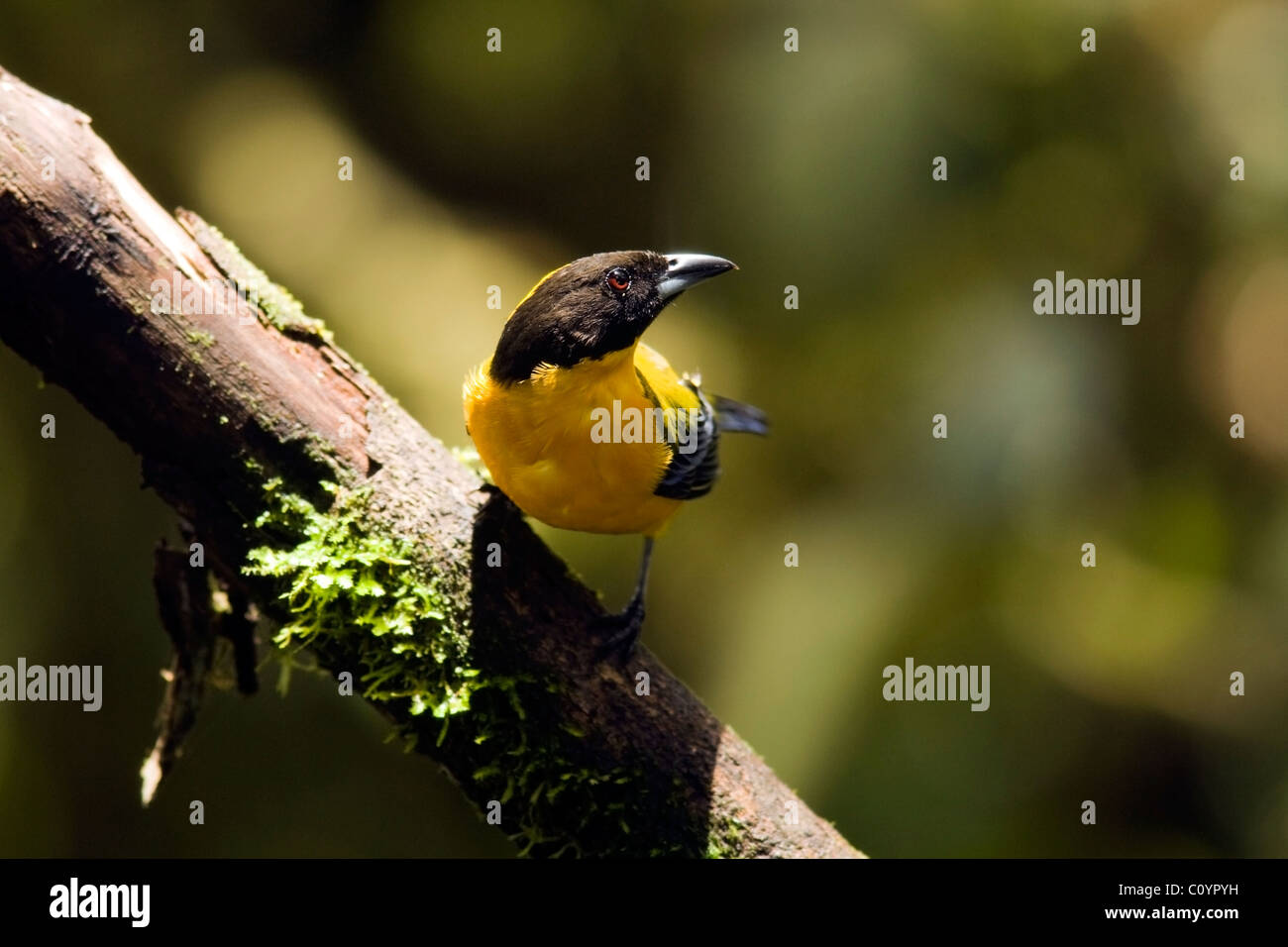 Black-Chinned Mountain-Tanager - Mindo Loma Cloud Forest - Mindo ...