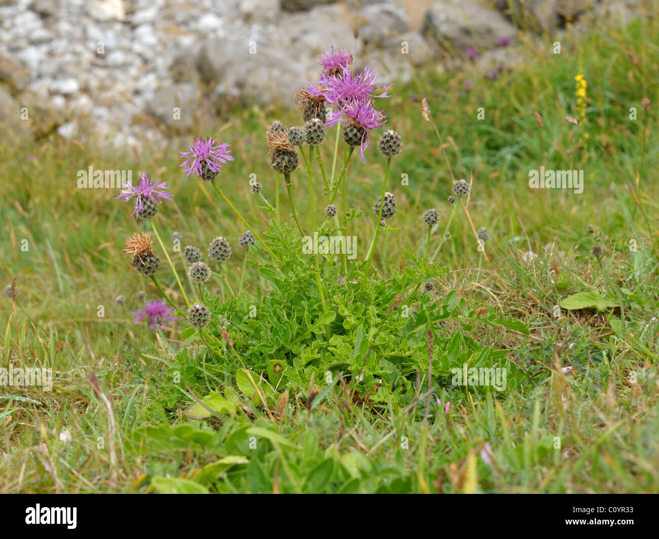 Greater knap weed hi-res stock photography and images - Alamy
