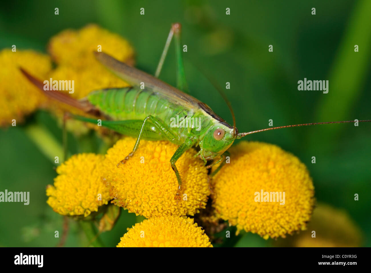 Long winged conehead cricket hi-res stock photography and images - Alamy