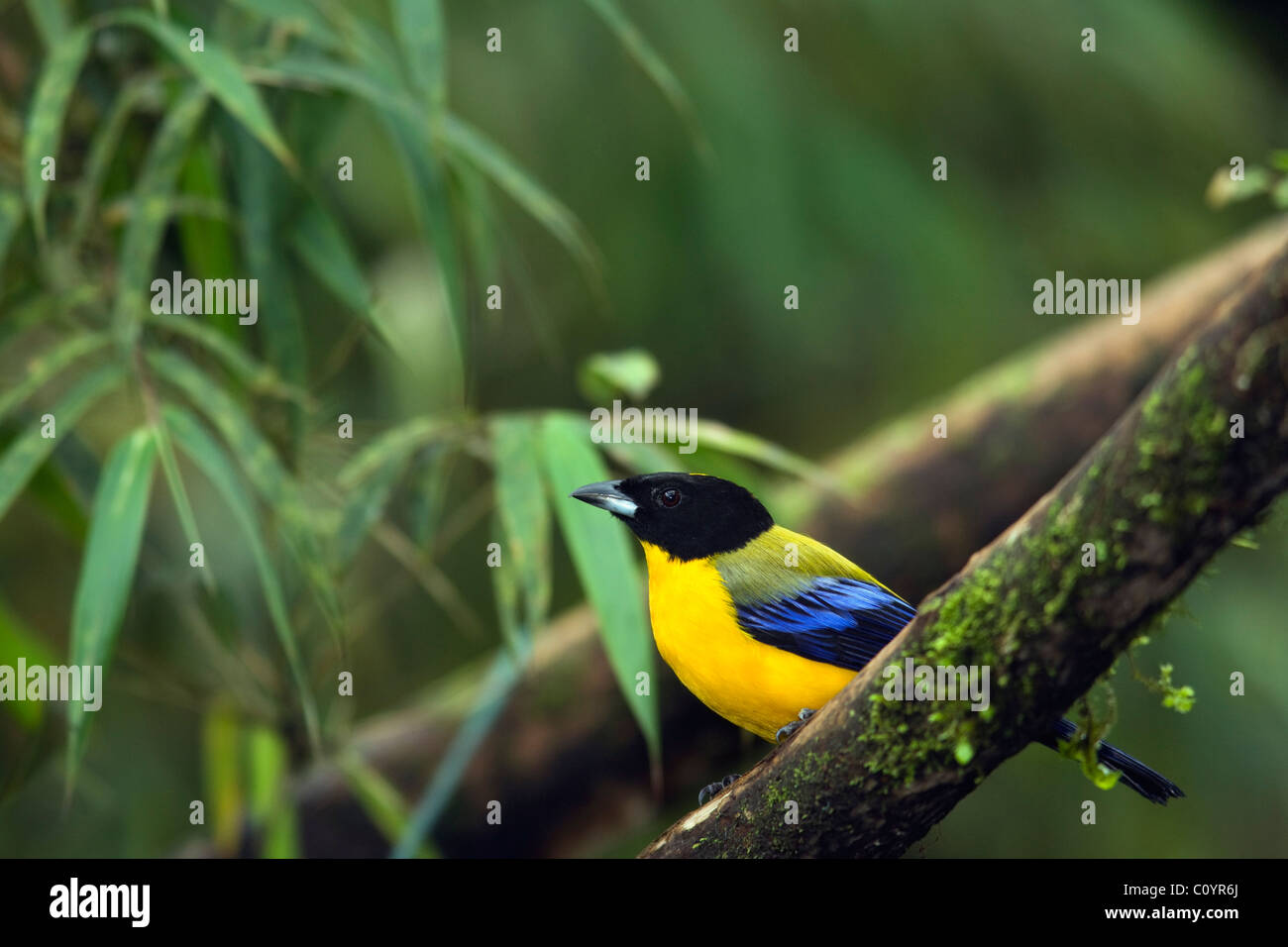 Black-Chinned Mountain-Tanager - Mindo Loma Cloud Forest - Mindo ...