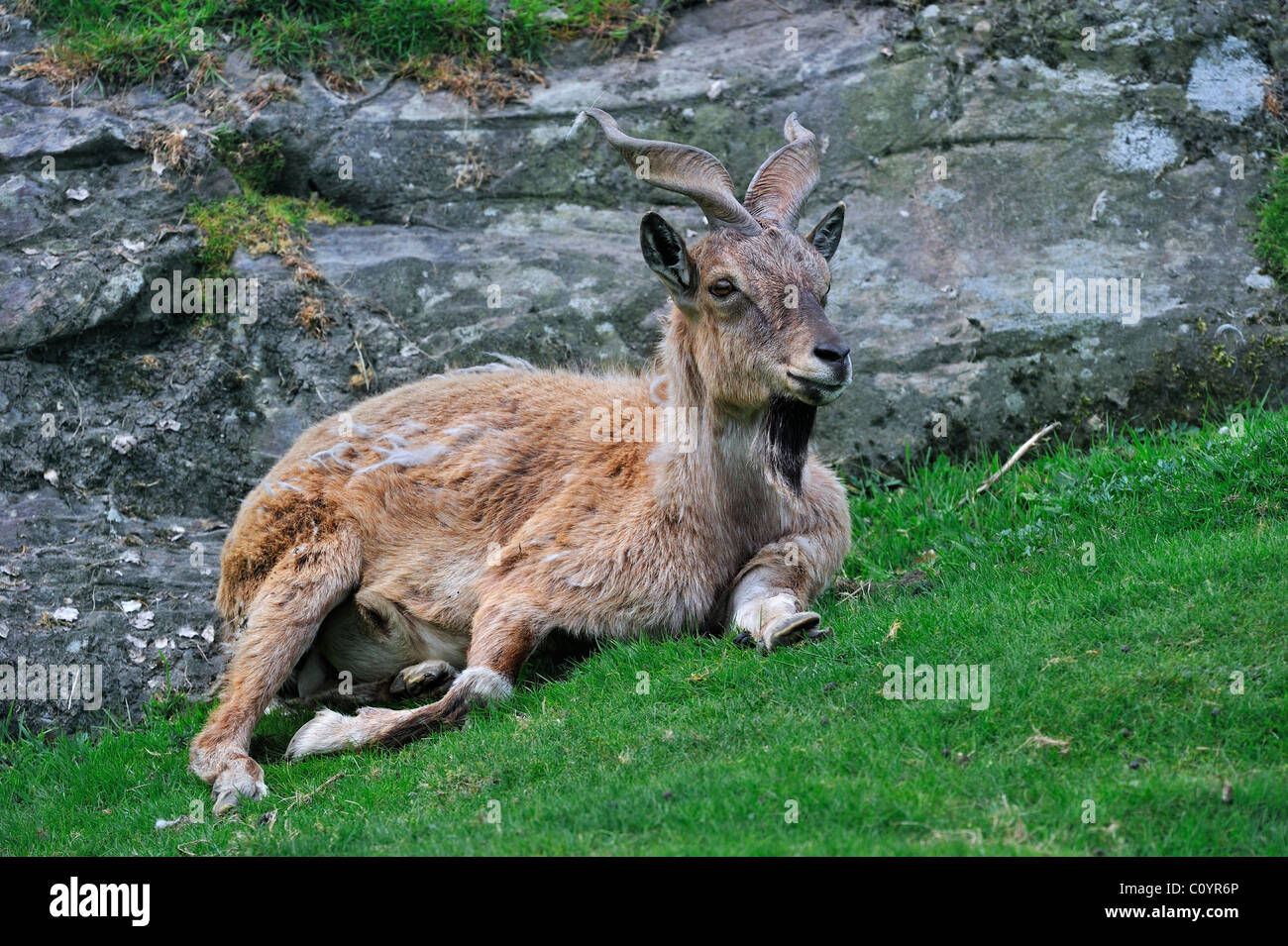 Markhor The Animal