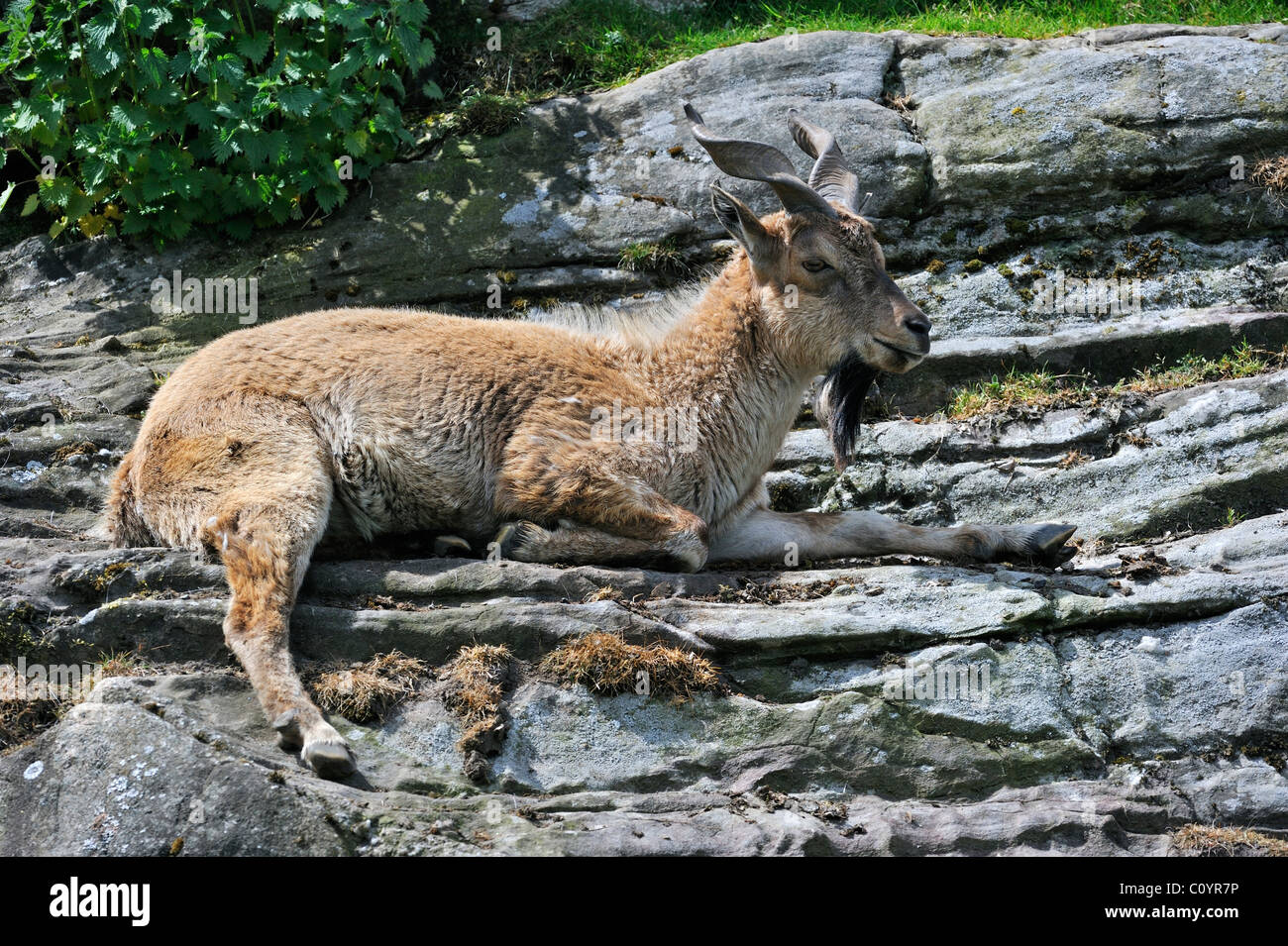 Markhor hi-res stock photography and images - Alamy