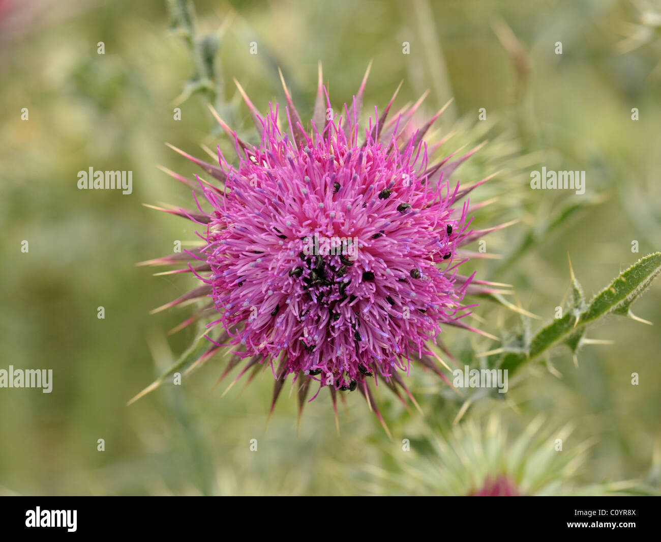Musk Thistle with beetles, carduus nutans Stock Photo - Alamy