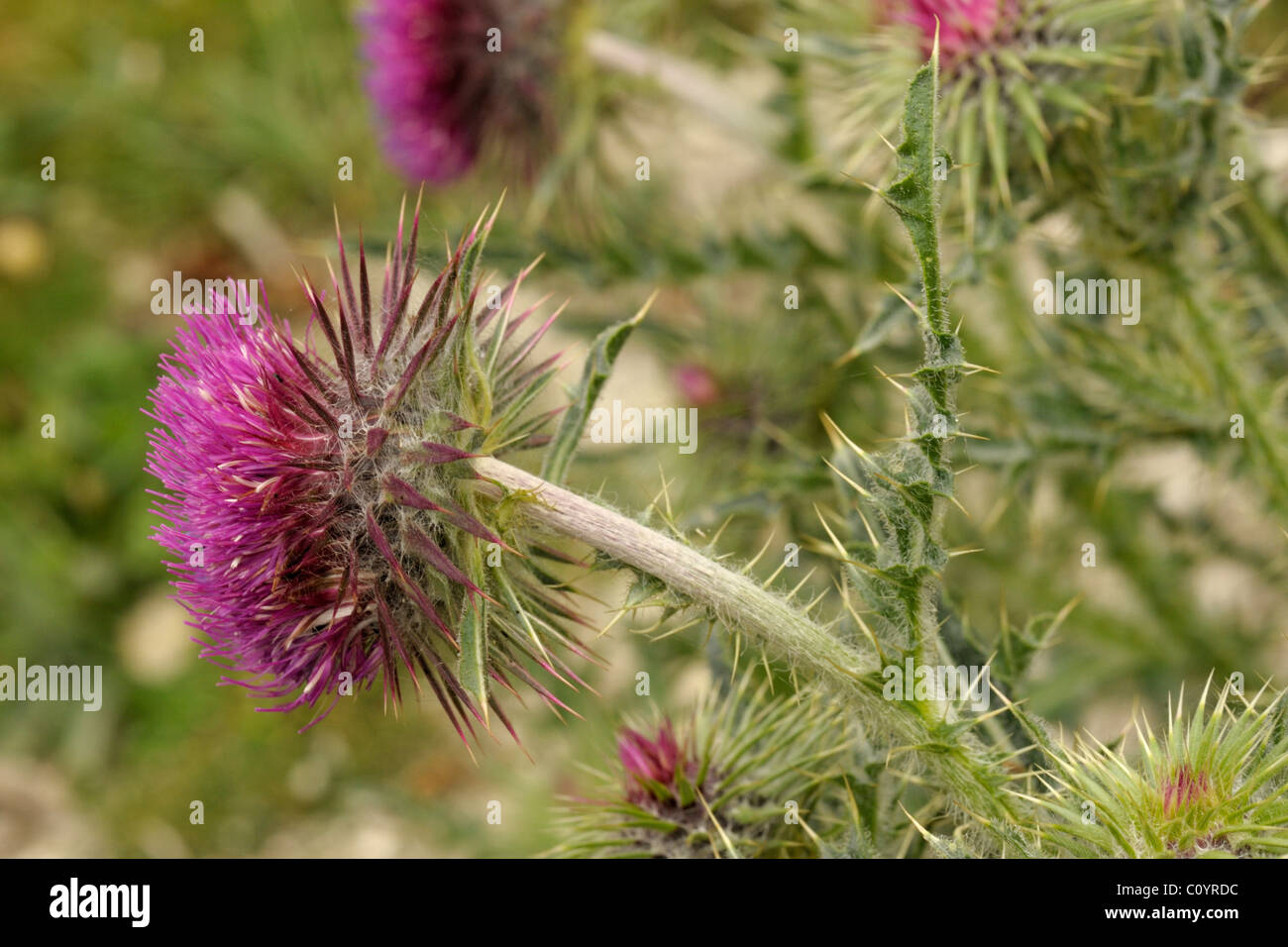 Musk Thistle, carduus nutans Stock Photo - Alamy