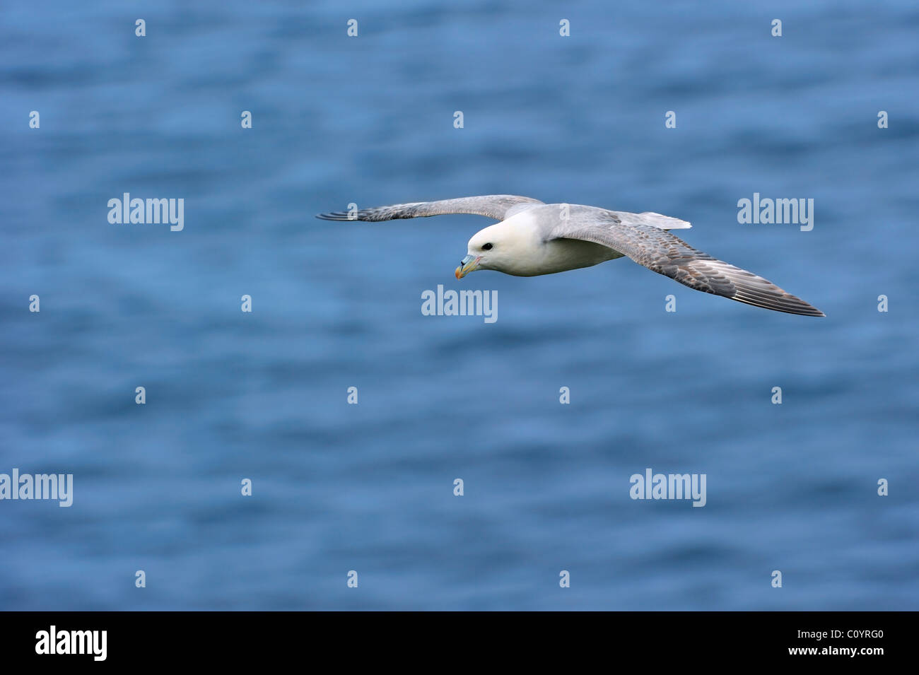 Northern Fulmar / Arctic Fulmar (Fulmarus glacialis) at flight over sea ...