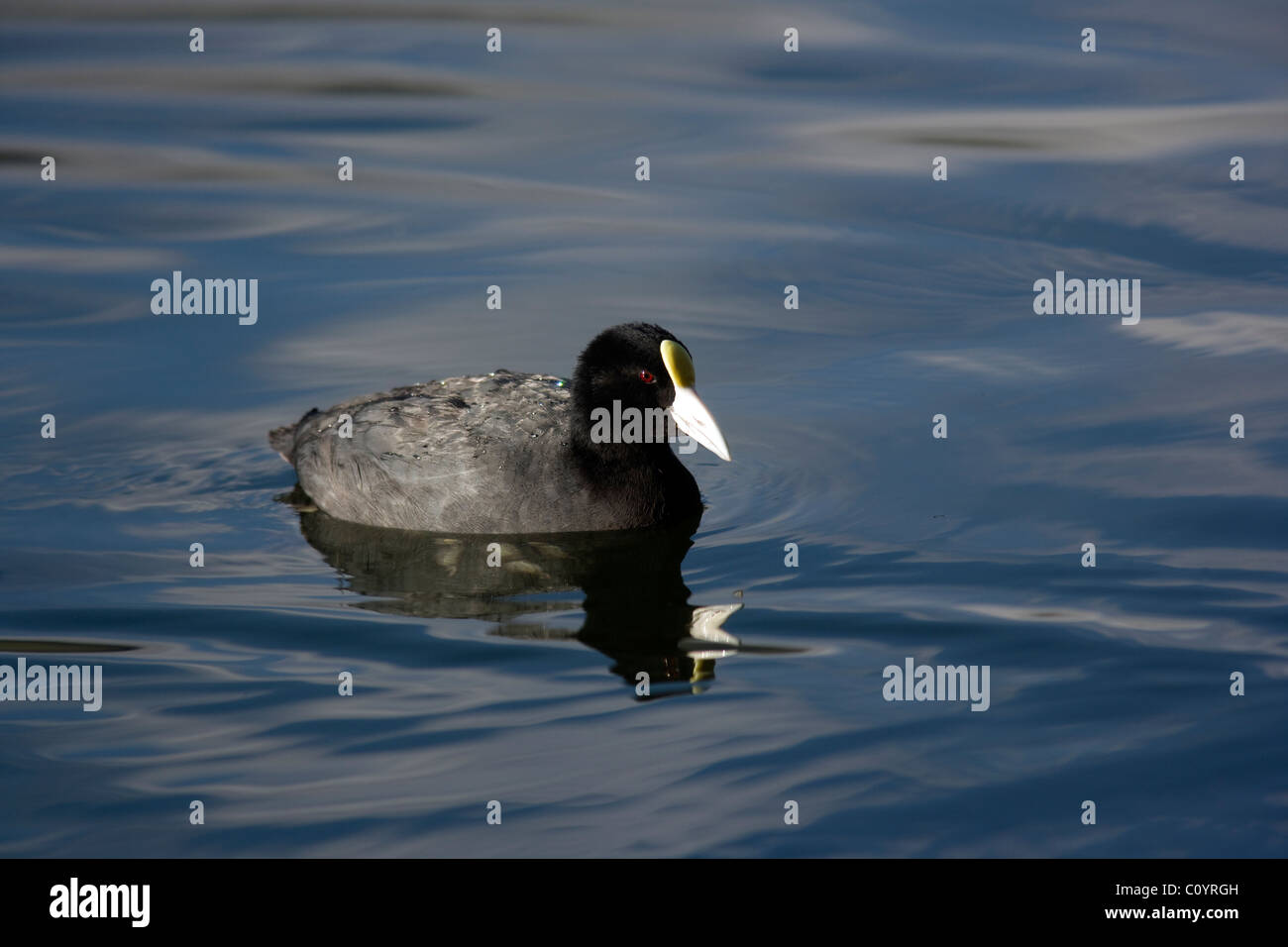 Andean coots hi-res stock photography and images - Alamy