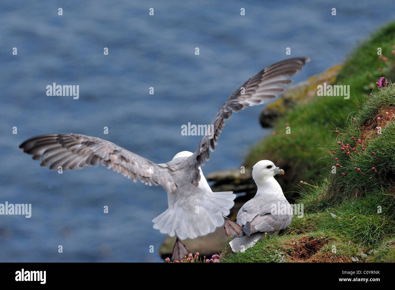 Northern / Arctic Fulmar (Fulmarus glacialis) landing on nest in cliff ...
