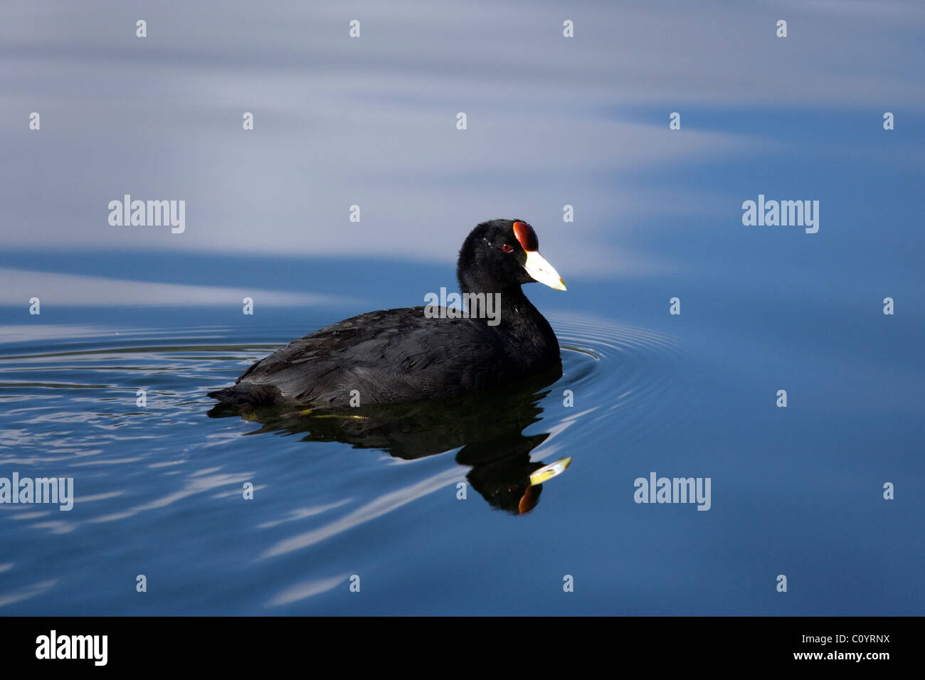 Slate-colored Coot (Andean Coot) - Lake San Pablo - near Otavalo ...