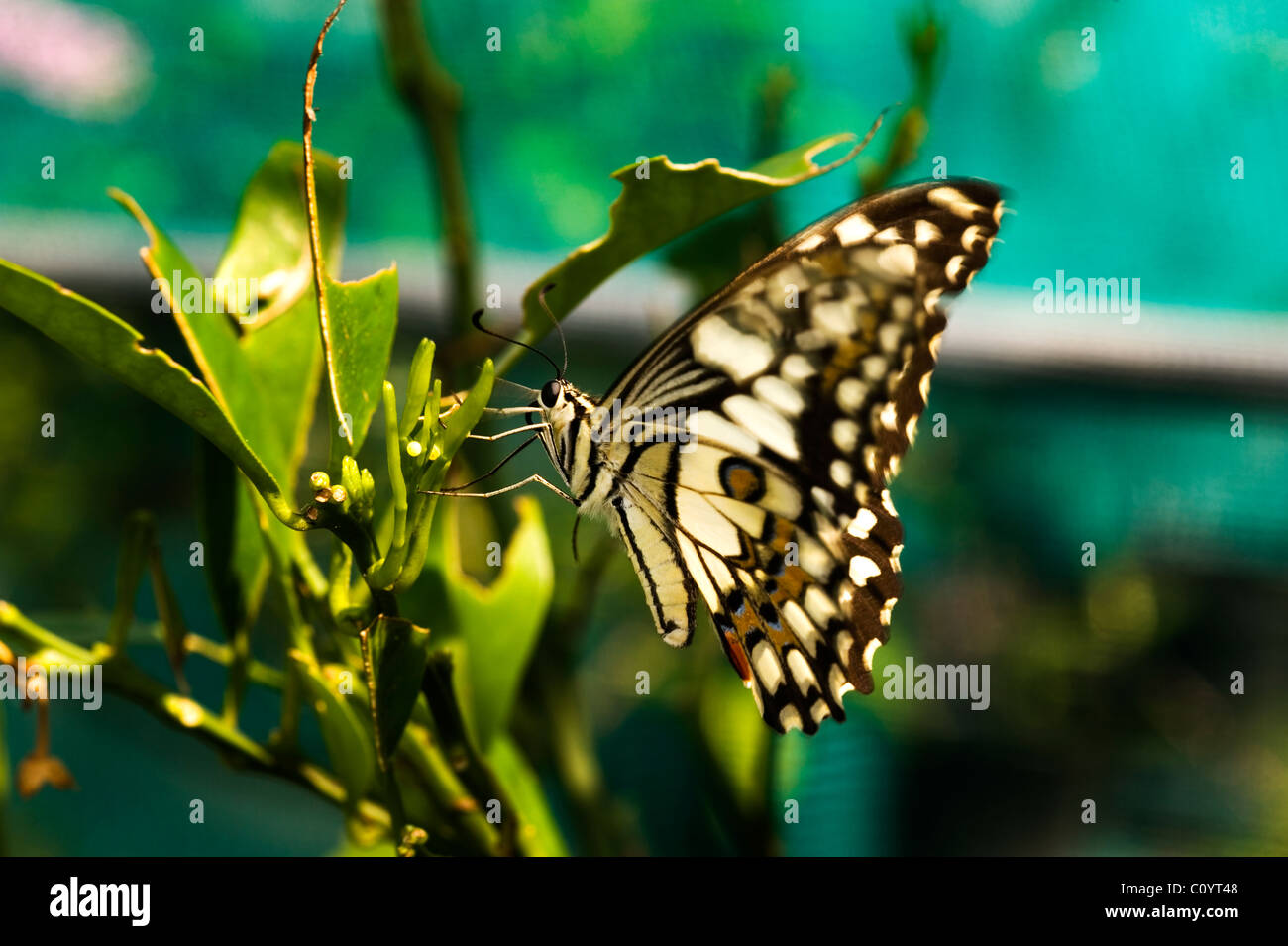 Male Orchard swallowtail (Papilio aegeus Stock Photo - Alamy