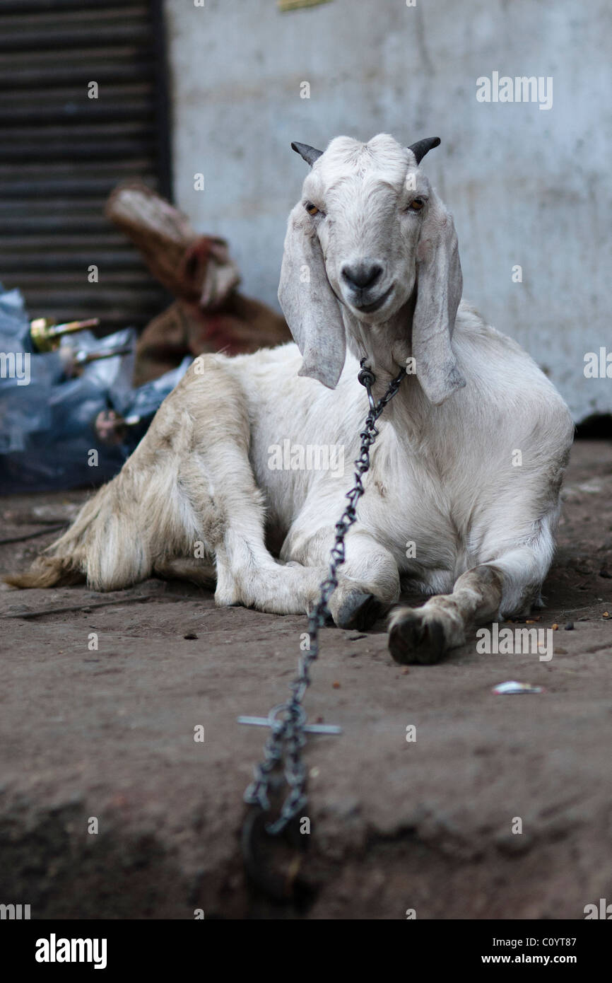 Goat chained to the pavement Stock Photo - Alamy