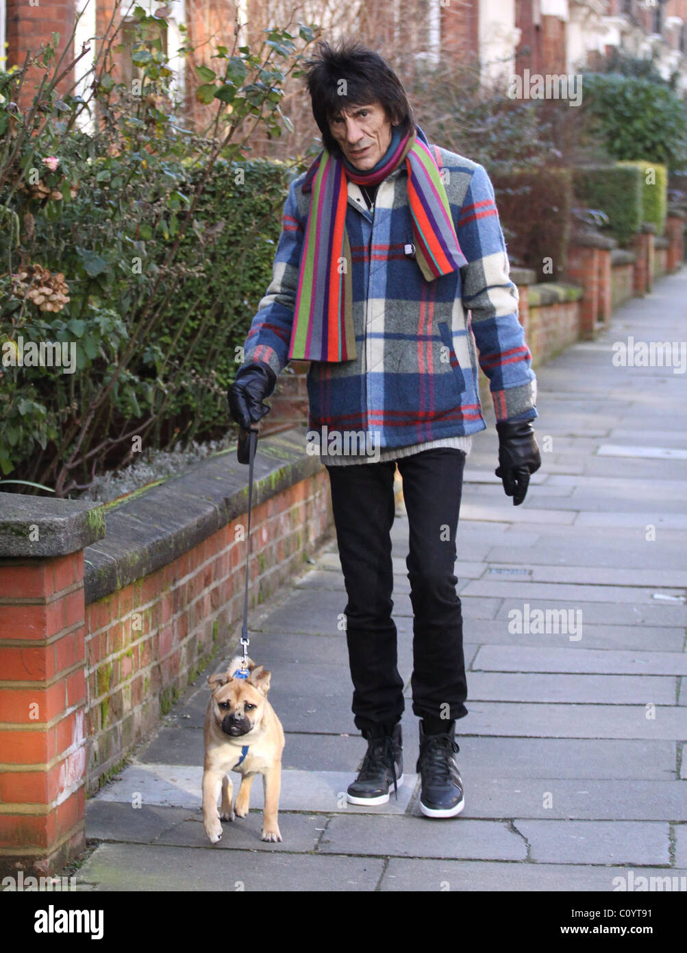 Ronnie Wood Take his dog for a walk near his home Ronnie wood and Rod ...