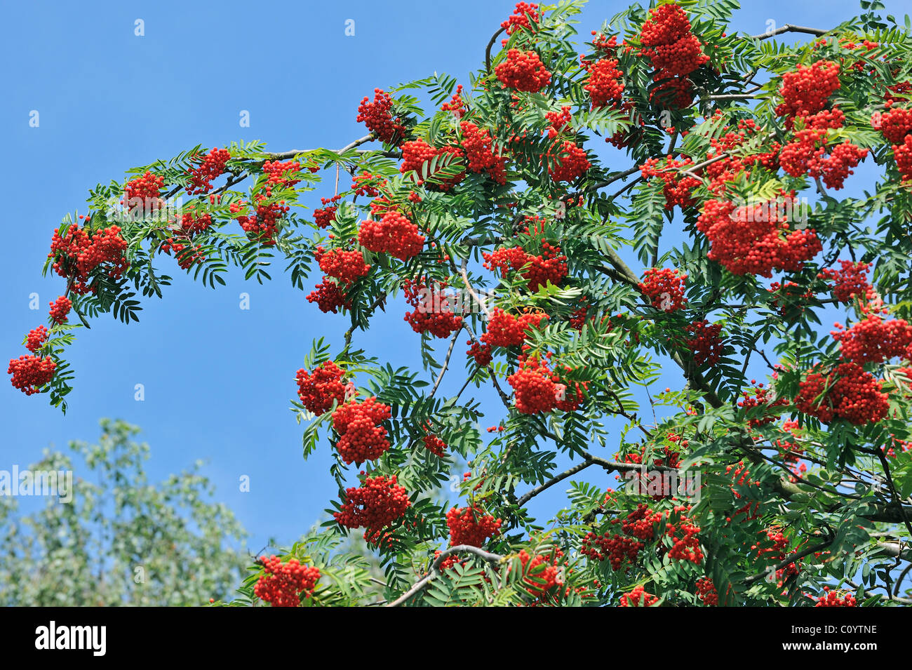 Red berries of European Rowan / mountain ash (Sorbus aucuparia) in ...