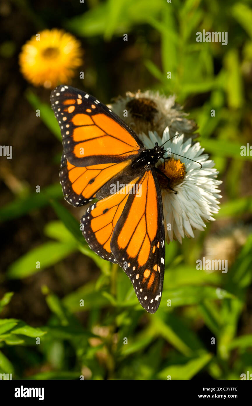 Wanderer or Monarch butterflies Danaus plexippus Stock Photo - Alamy