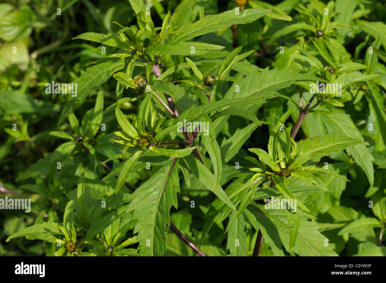 Trifid Bur-marigold, bidens tripartita Stock Photo - Alamy