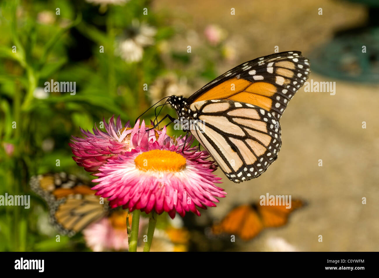 Wanderer or Monarch butterflies Danaus plexippus Stock Photo - Alamy