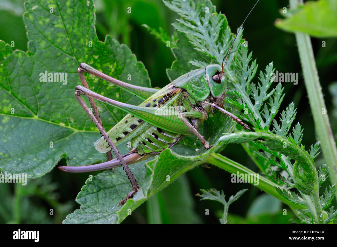 Wartbiter hi-res stock photography and images - Alamy