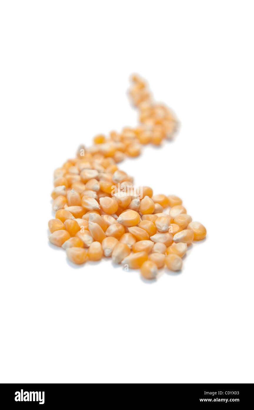 Corn kernels isolated on white background Stock Photo - Alamy
