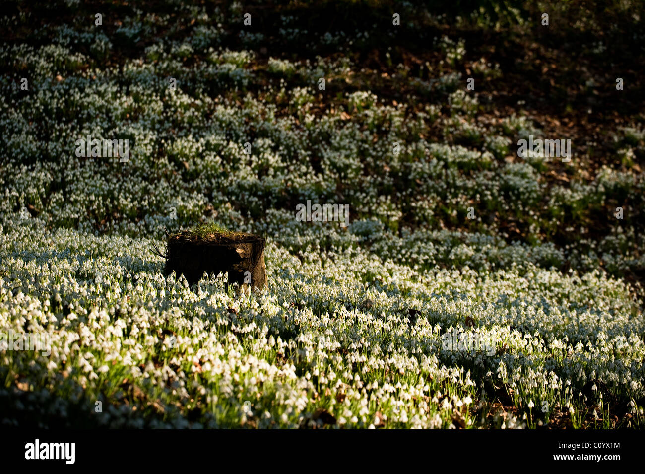 Snowdrop drift uk hi-res stock photography and images - Alamy