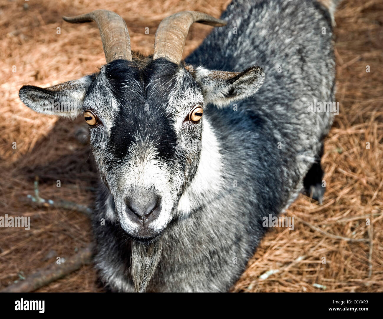 Cute Goat Standing in Hay Stock Photo - Alamy
