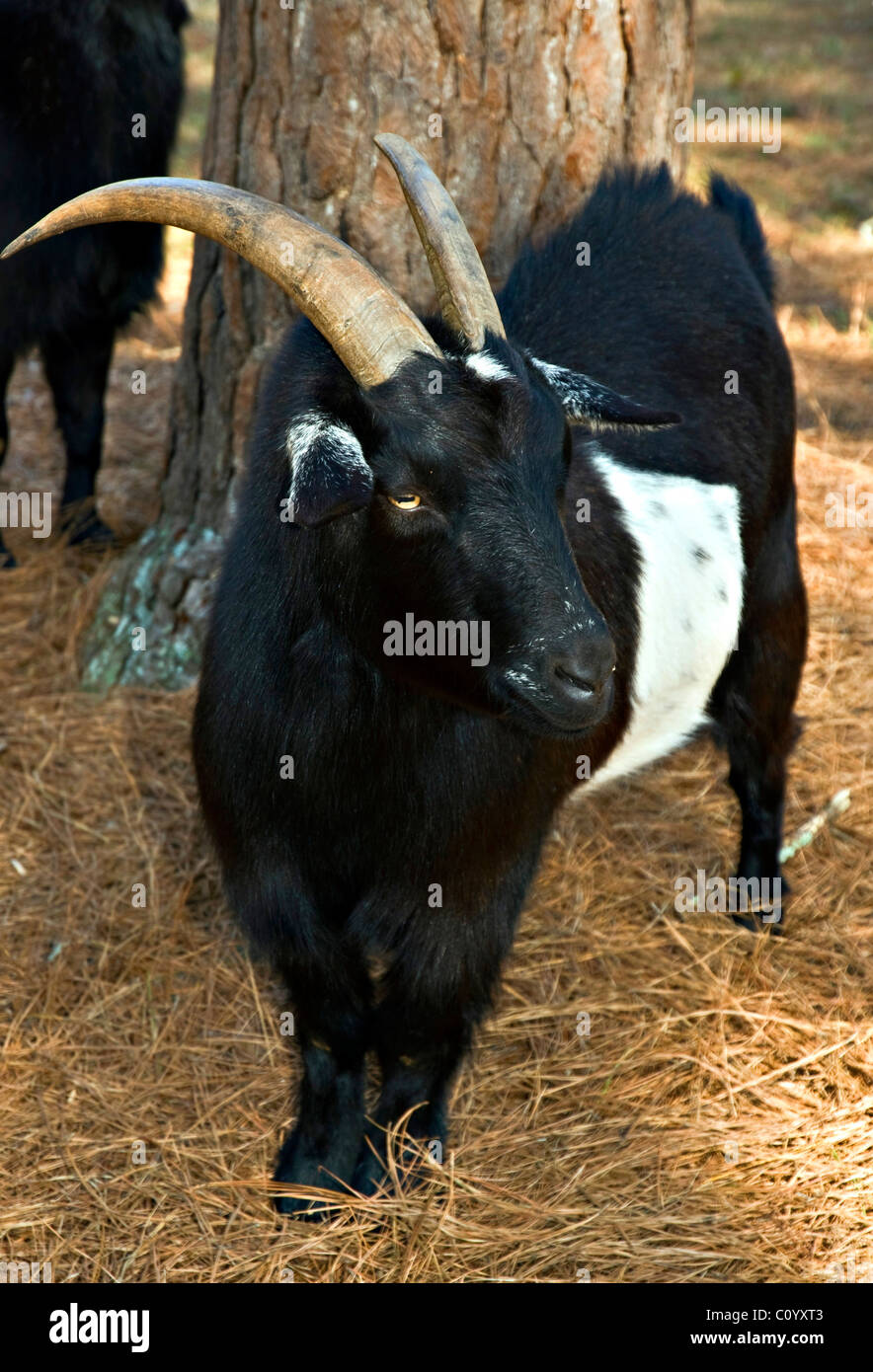 Black Billy Goat Stock Photo - Alamy