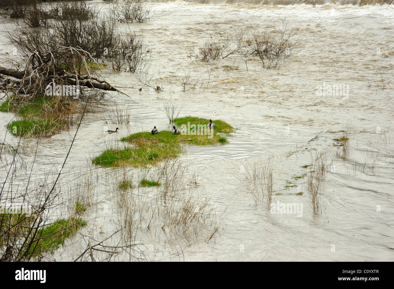 Ducks on the Raging Bandon river Stock Photo - Alamy