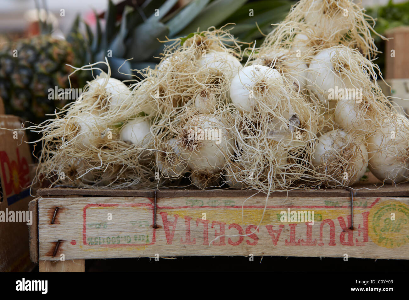 Onions with roots hi-res stock photography and images - Alamy