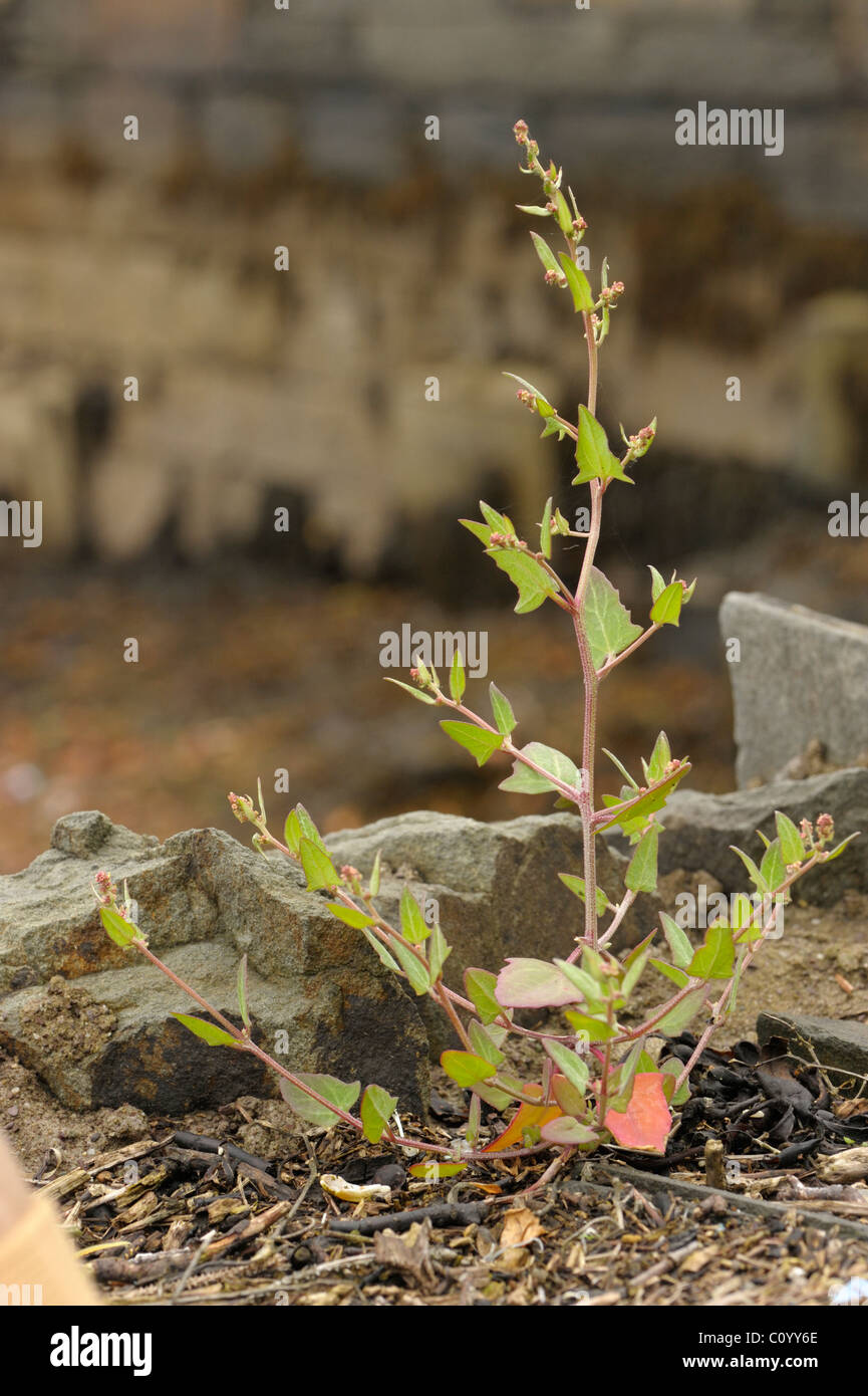 Spear-leaved Orache, atriplex prostrata Stock Photo - Alamy