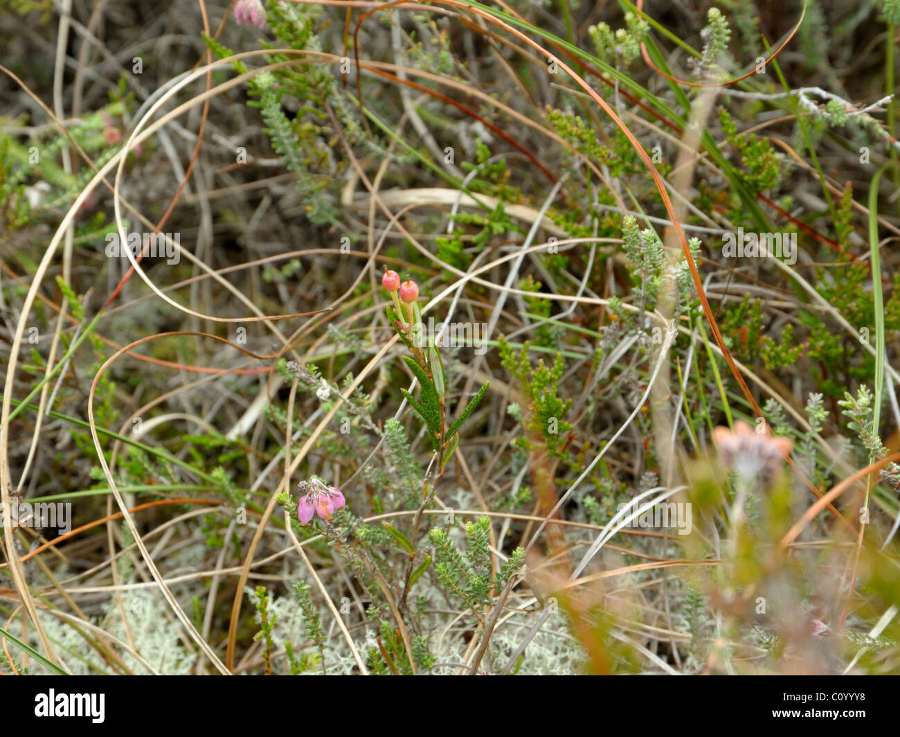 Bog-rosemary, andromeda polifolia Stock Photo - Alamy
