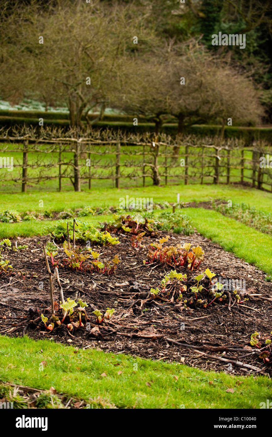 English rhubarb rheum rhabarbarum leaf hi-res stock photography and ...