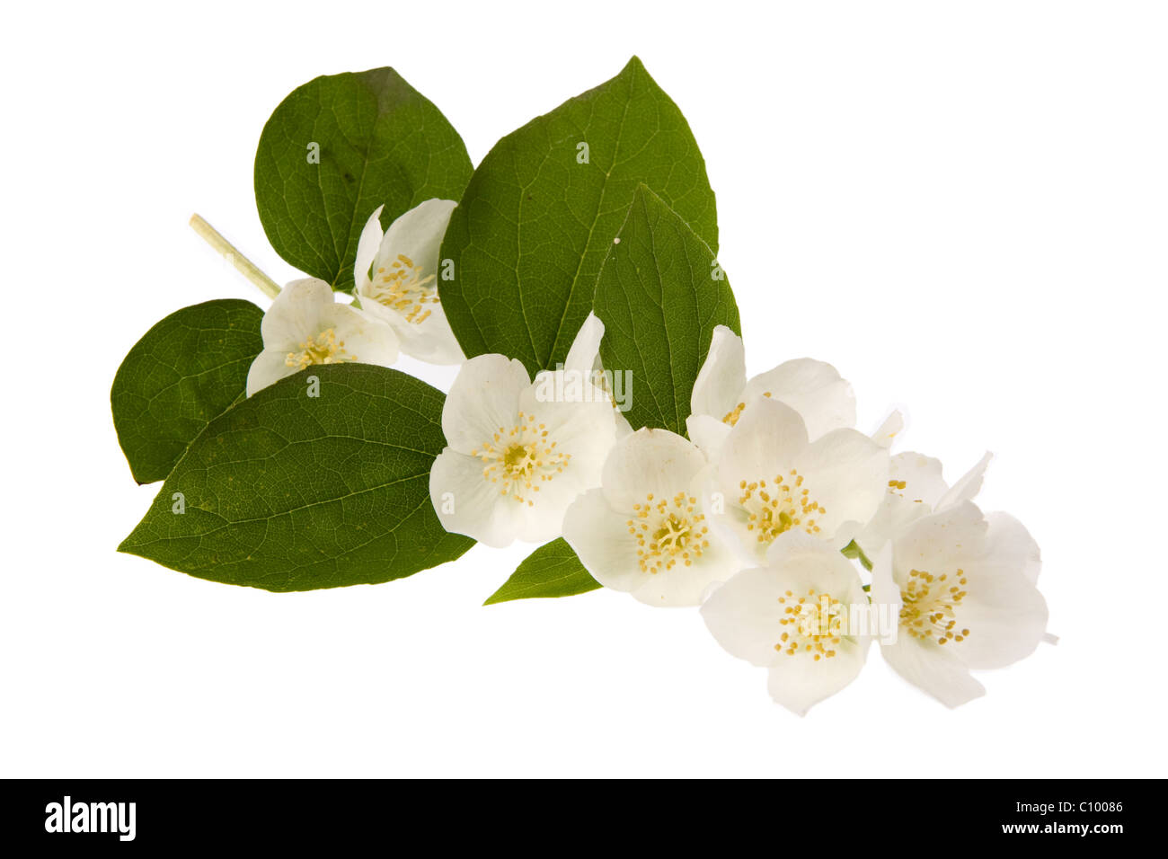 Close up white jasmine flowers Cut Out Stock Images & Pictures - Alamy