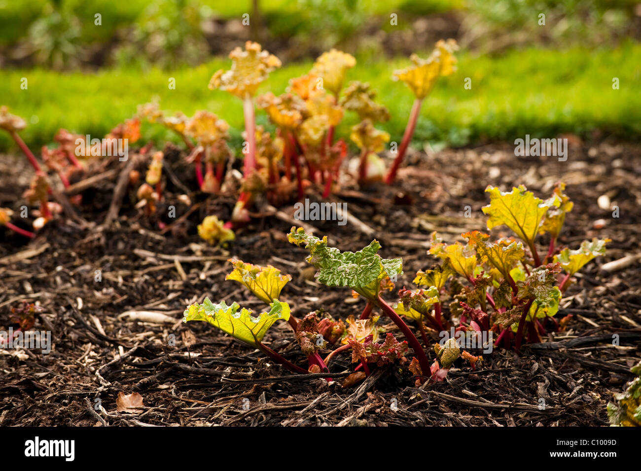 Rhubarb shoots hi-res stock photography and images - Alamy