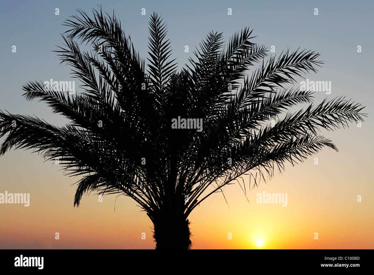 Setting sun palm tree hi-res stock photography and images - Alamy