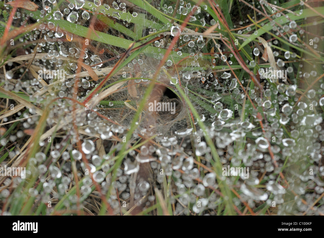 Labyrinth Spider, agelena labyrinthica Stock Photo - Alamy