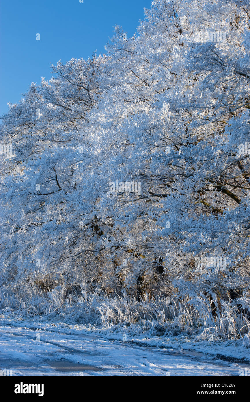 winter frost crystals on tree branches Stock Photo - Alamy